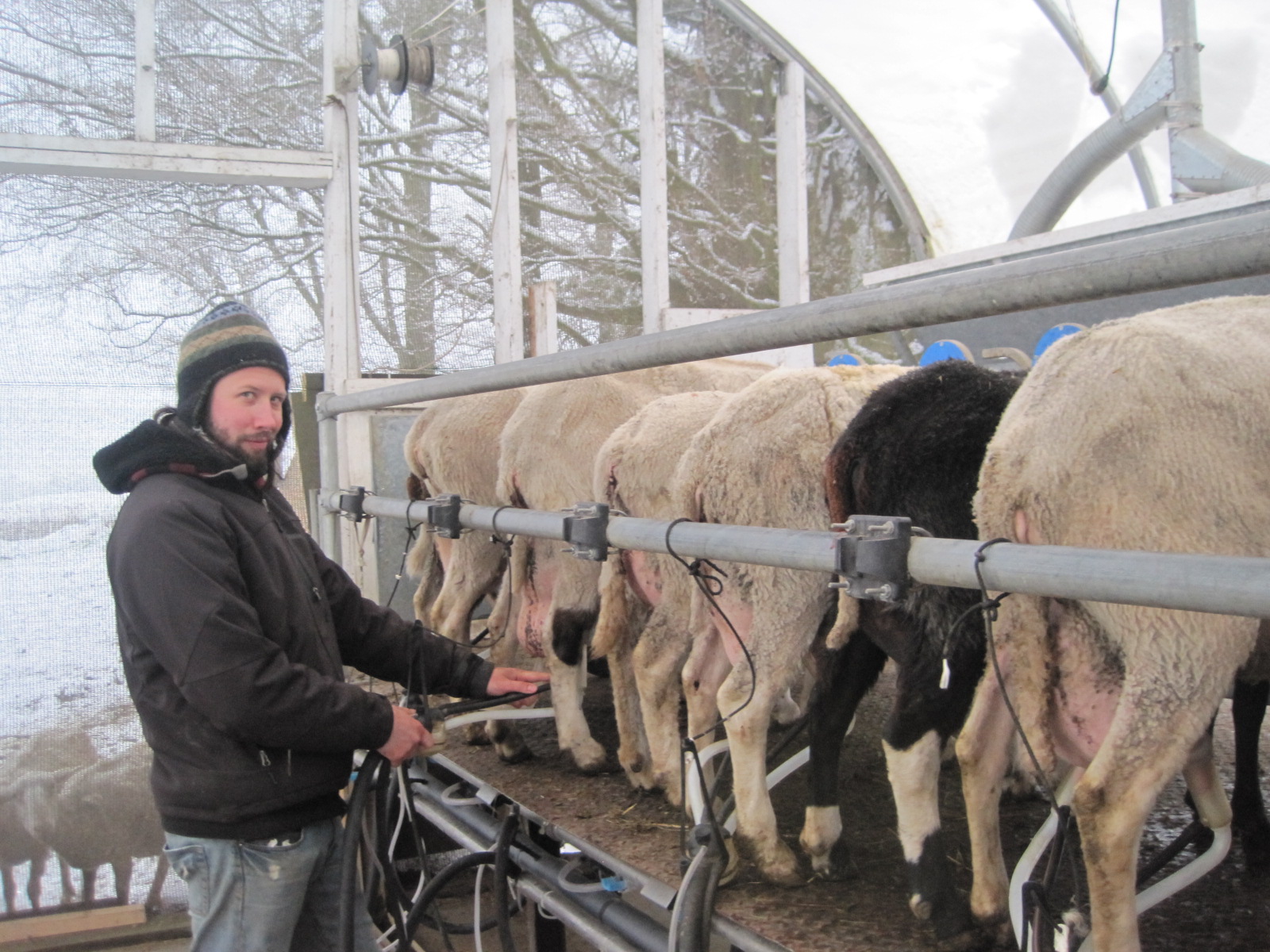 Ewe and Cheese: 7. Milking