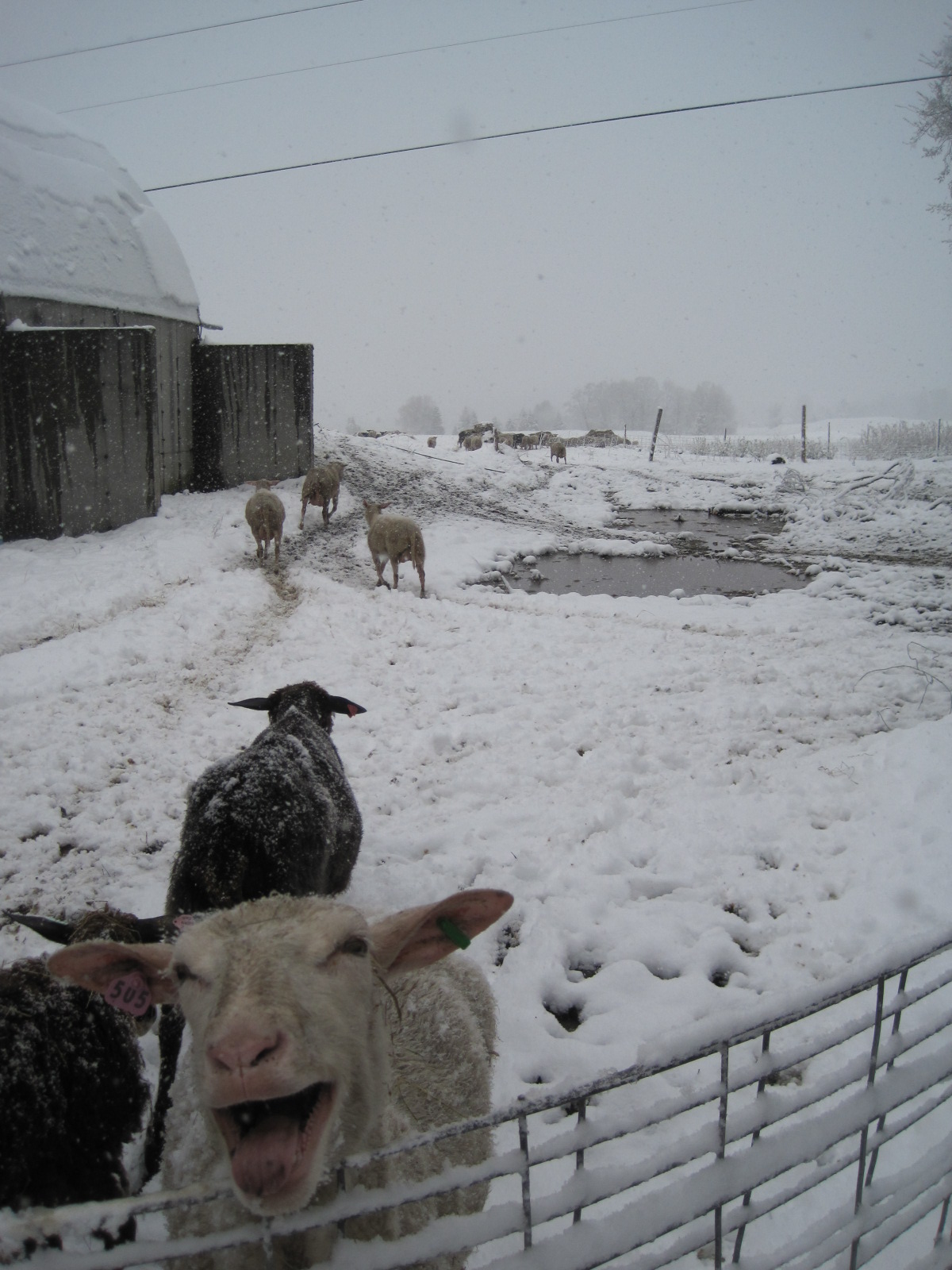 Ewe and Cheese: 20. Farm Animals in Winter Wonderland