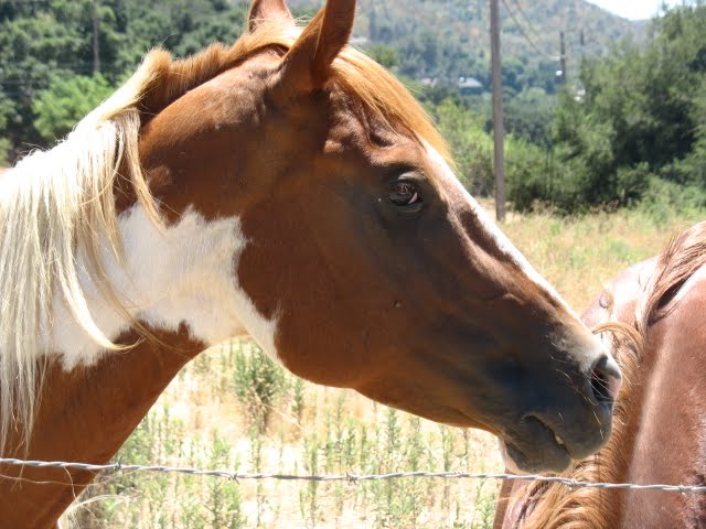 Carbon Canyon Chronicle