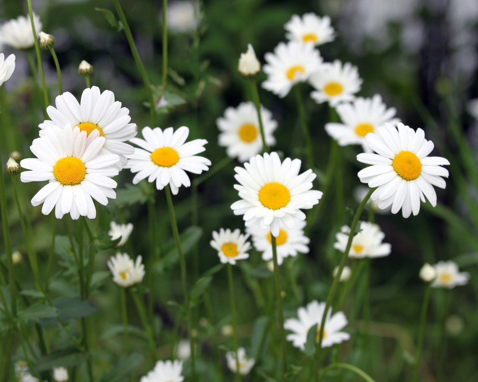 Of ducks and daisy's