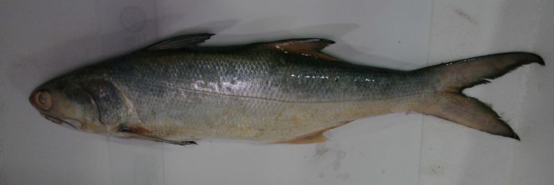 coret coret: literatur iKAN SENANGIN(Polynemus tetradactylus )