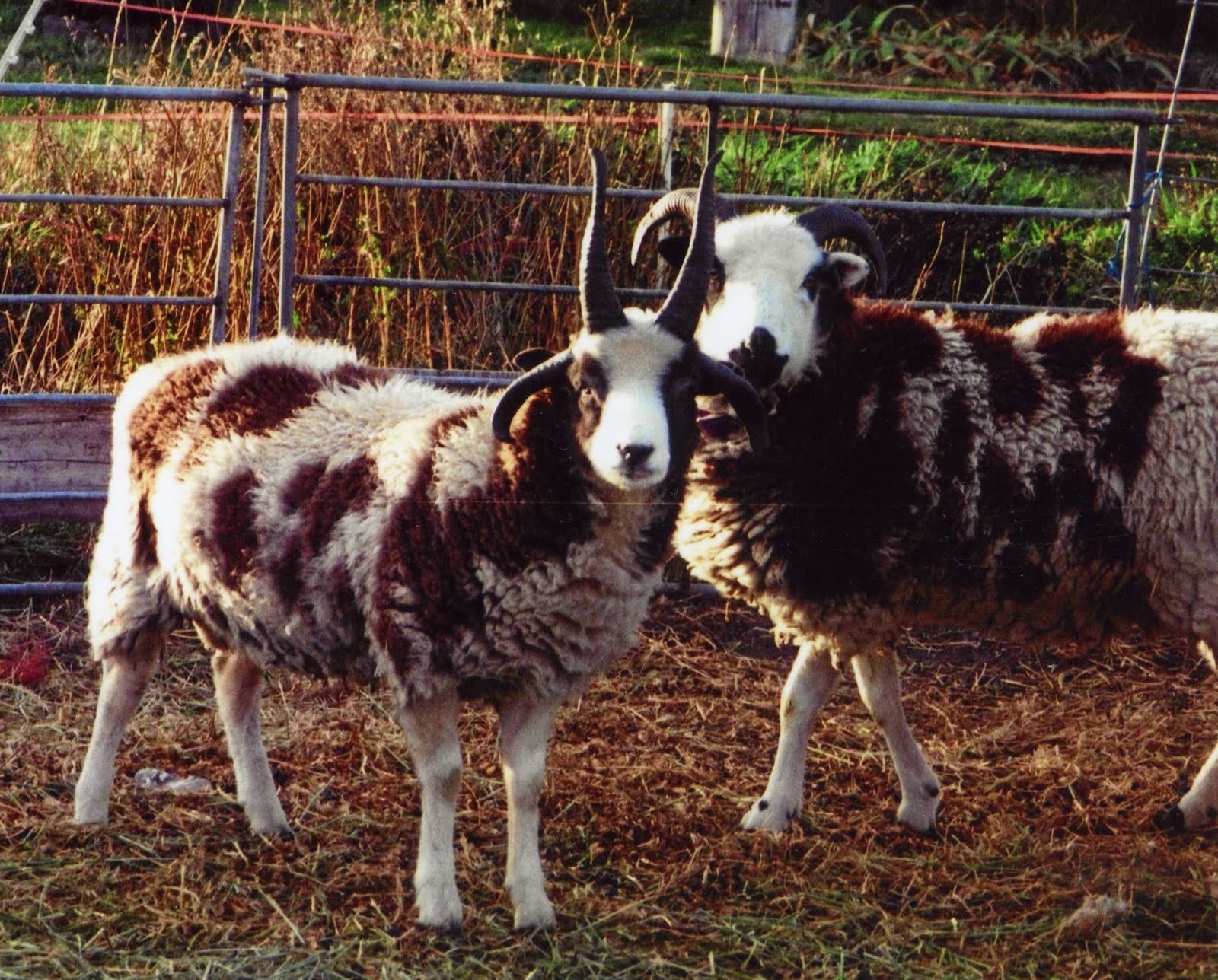 Pillar of Enoch Ministry Blog: A Tale of Two Goats