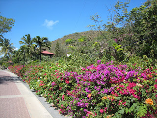 Botany of the BVI’s
