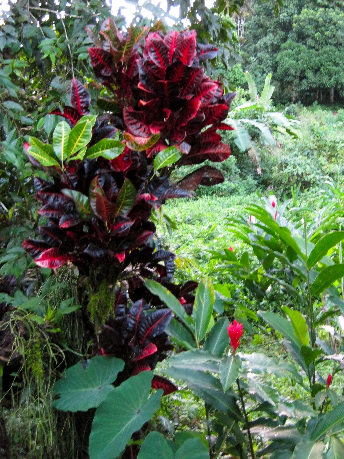 JOURNEY INTO ELDERHOOD: Rain Forest Flowers