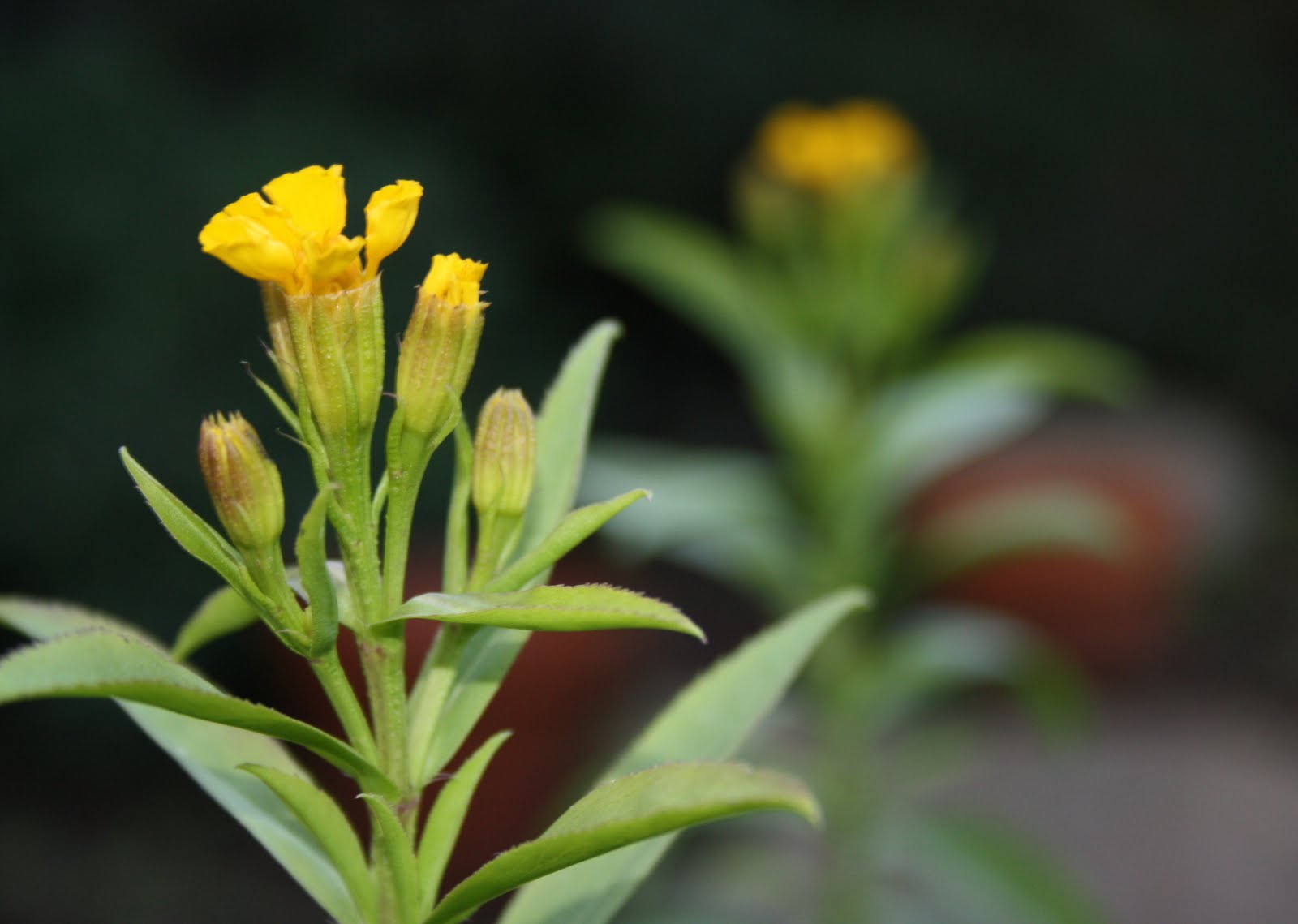 .: Estragón mejicano.