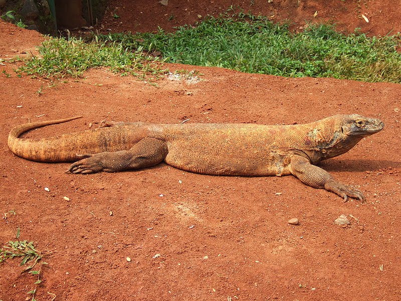 Planet Earth in danger: Δράκος του Κομόντο (Komodo Dragon)