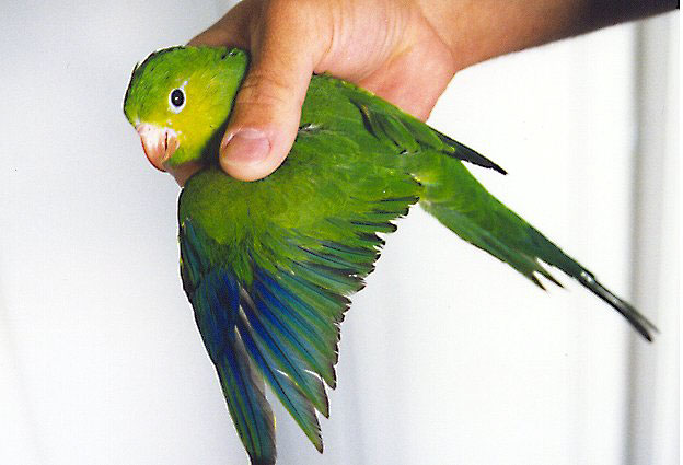 The Grey-cheeked Parakeet & Other Brotogeris: The Plain Parakeet ...