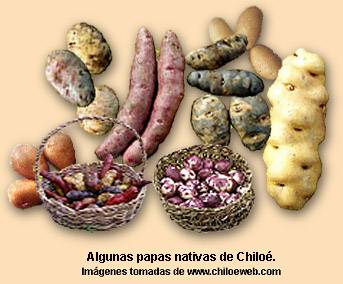 CULTIVOS ANTIGUOS: LA PAPA Y LA ALIMENTACIÓN MUNDIAL