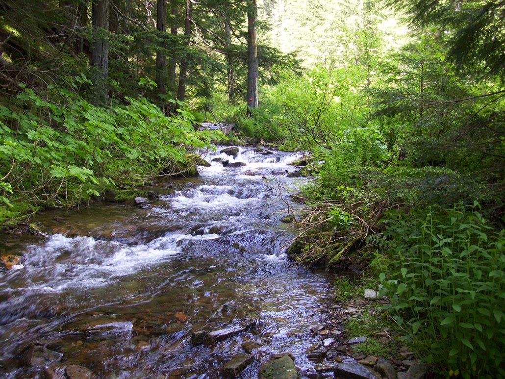 Fern and Shadow Falls - Roads to Everywhere