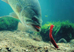 Tips para la Pesca de Lobina