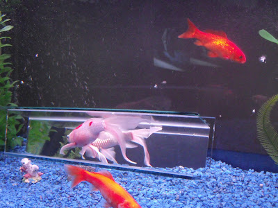 Glass mirror fish tank box Spiroglass.Inc