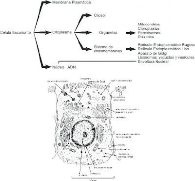 CATEDRA DE ANATOMIA Y FISIOLOGIA UNSA: 11/26/07