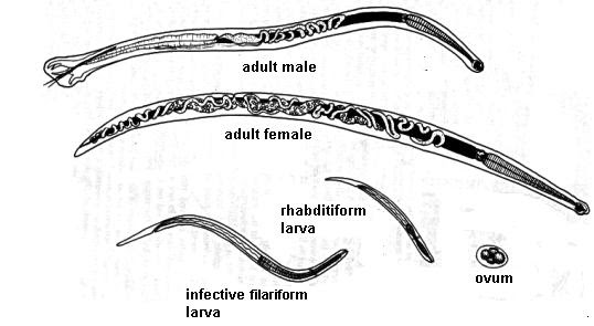 Introduction to Medical Parasitology: Hookworm infections