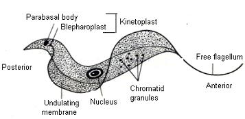 Introduction to Medical Parasitology: African Trypanosomiasis