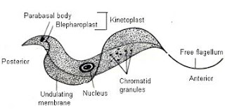 HISTOLOGY ATLAS 3D FOR MEDICAL STUDENTS.