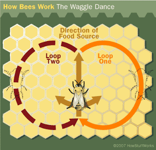 Country Living in the City of Manteca: The BDG Waggle Dance!