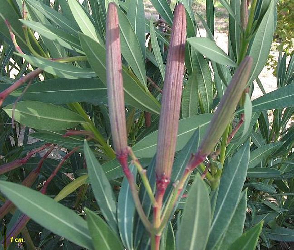 eduinfo: Nerium Indicum(Indian Oleander)