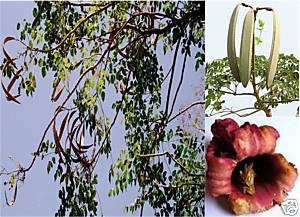 eduinfo: Oroxylum indicum(Indian Trumpet Tree)