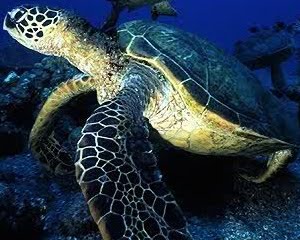 Genetichouse: Voronoi-like shapes in nature