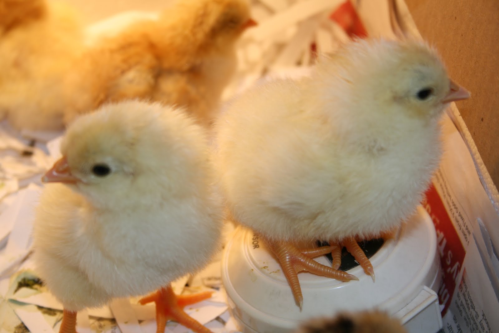 Raising Chooks and Ducks.: Chickies at 2 weeks old