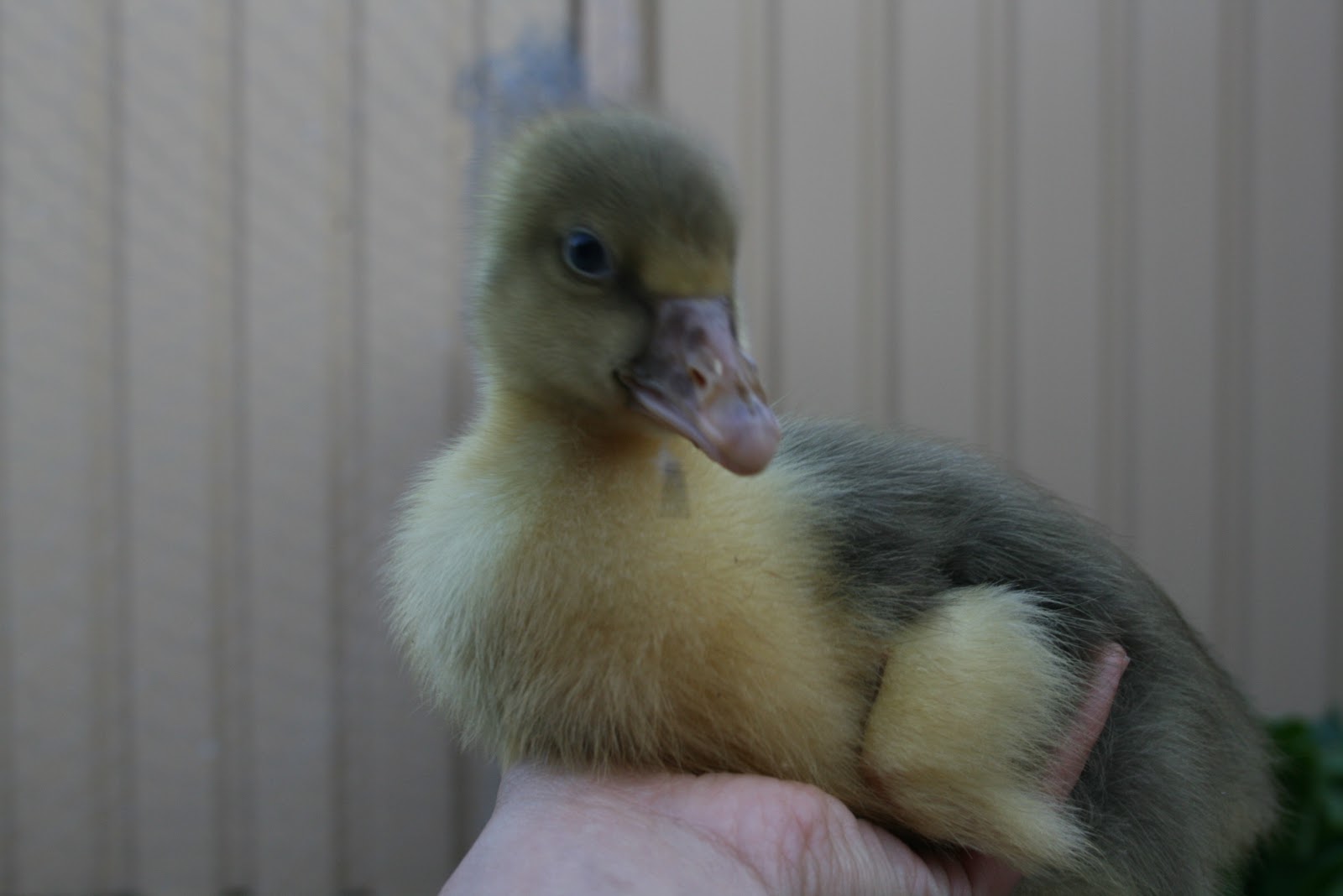 Raising Chooks and Ducks.: Gosling - 2 weeks old