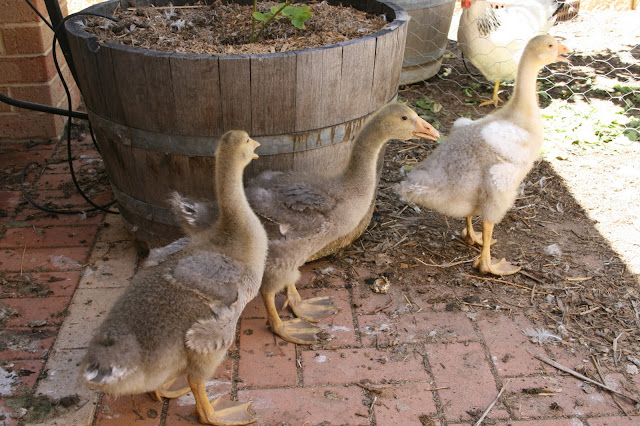 Raising Chooks and Ducks.: Gosling 5 weeks old!