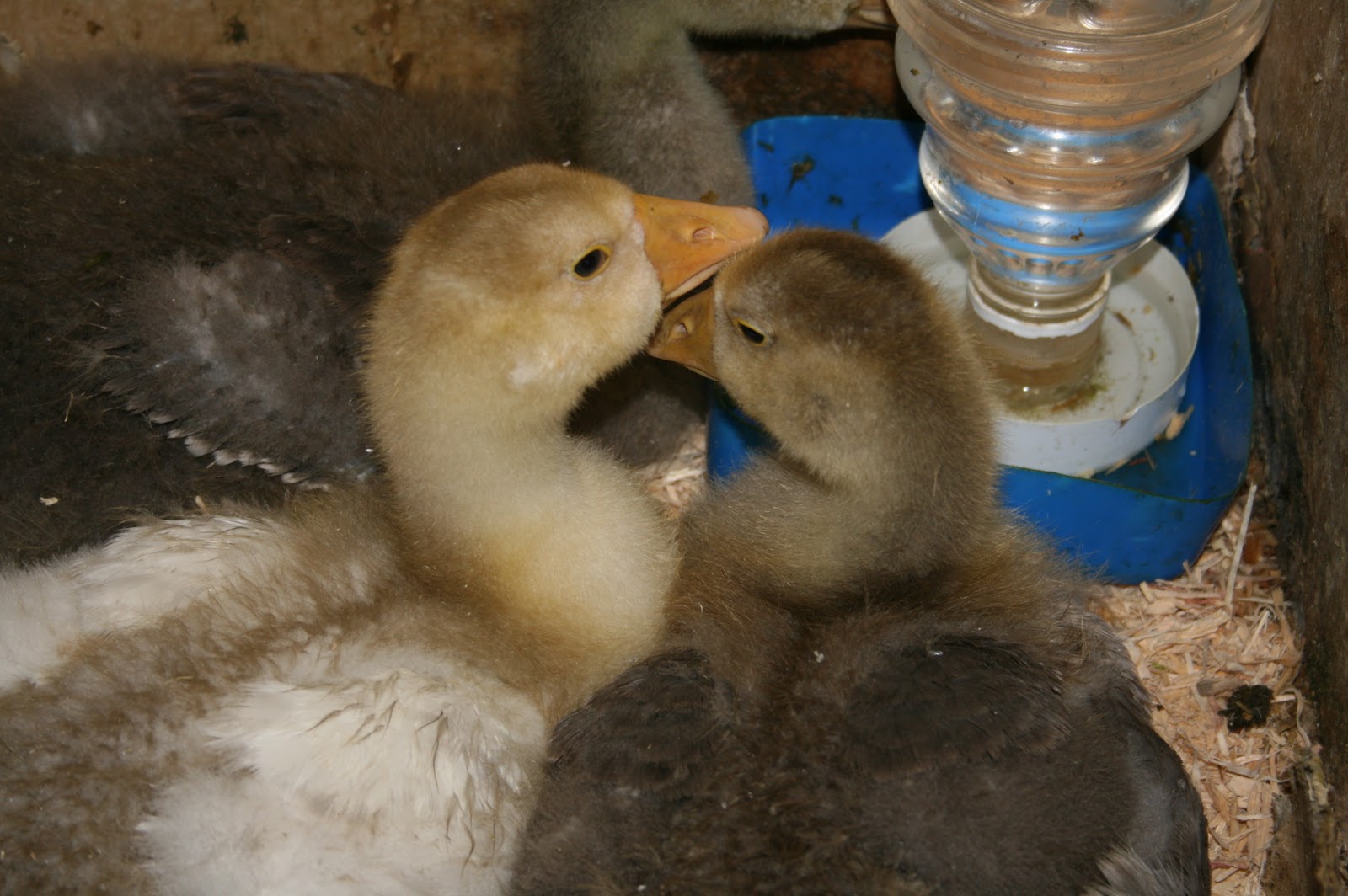Raising Chooks and Ducks.: Gosling 5 weeks old!