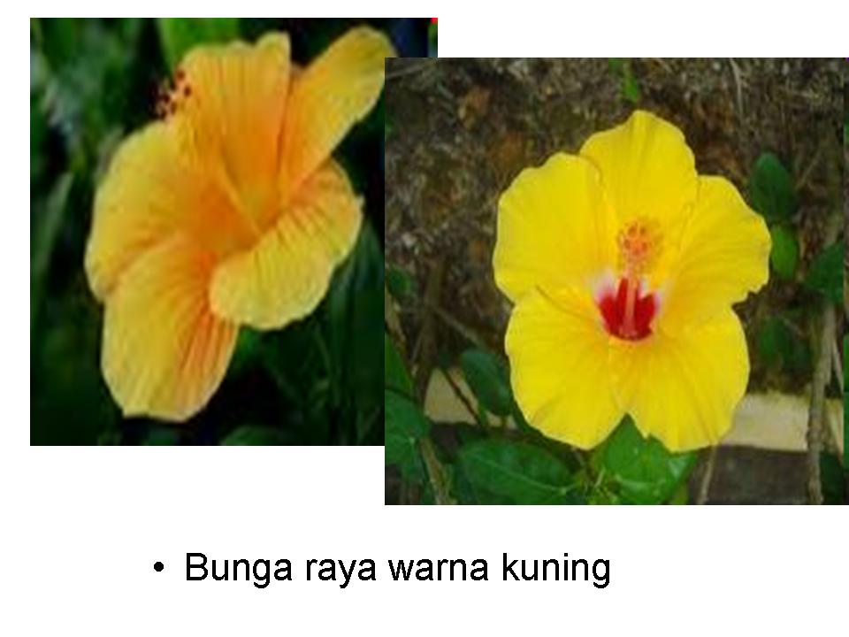 Prasekolah SK ALOR PONGSU: Kepelbagaian warna bunga raya..
