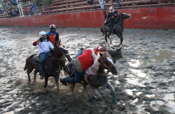 100% Toros Coleados: