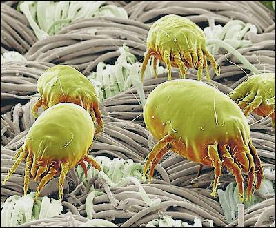 Acaros ~ ~*La Estancia del Saber*~