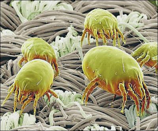 Acaros ~ ~*La Estancia del Saber*~