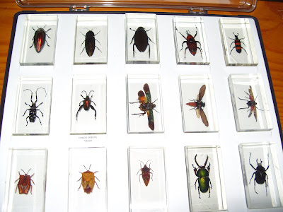 coleccionando colecciones: INSECTOS