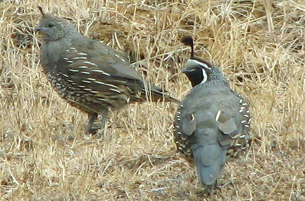 El santuario de la codorniz..."