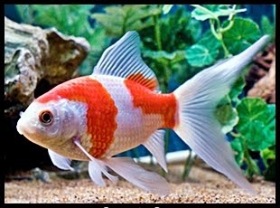 Conheça as espécies de Kinguio, tipos de ração