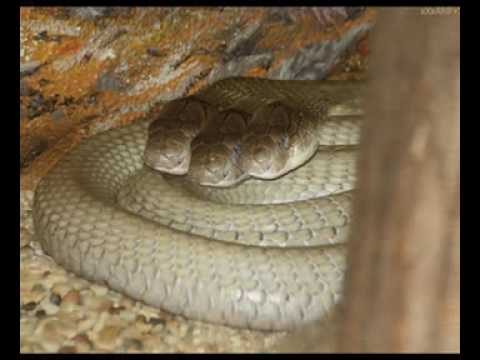 wallpaper 7: Five Head Snake