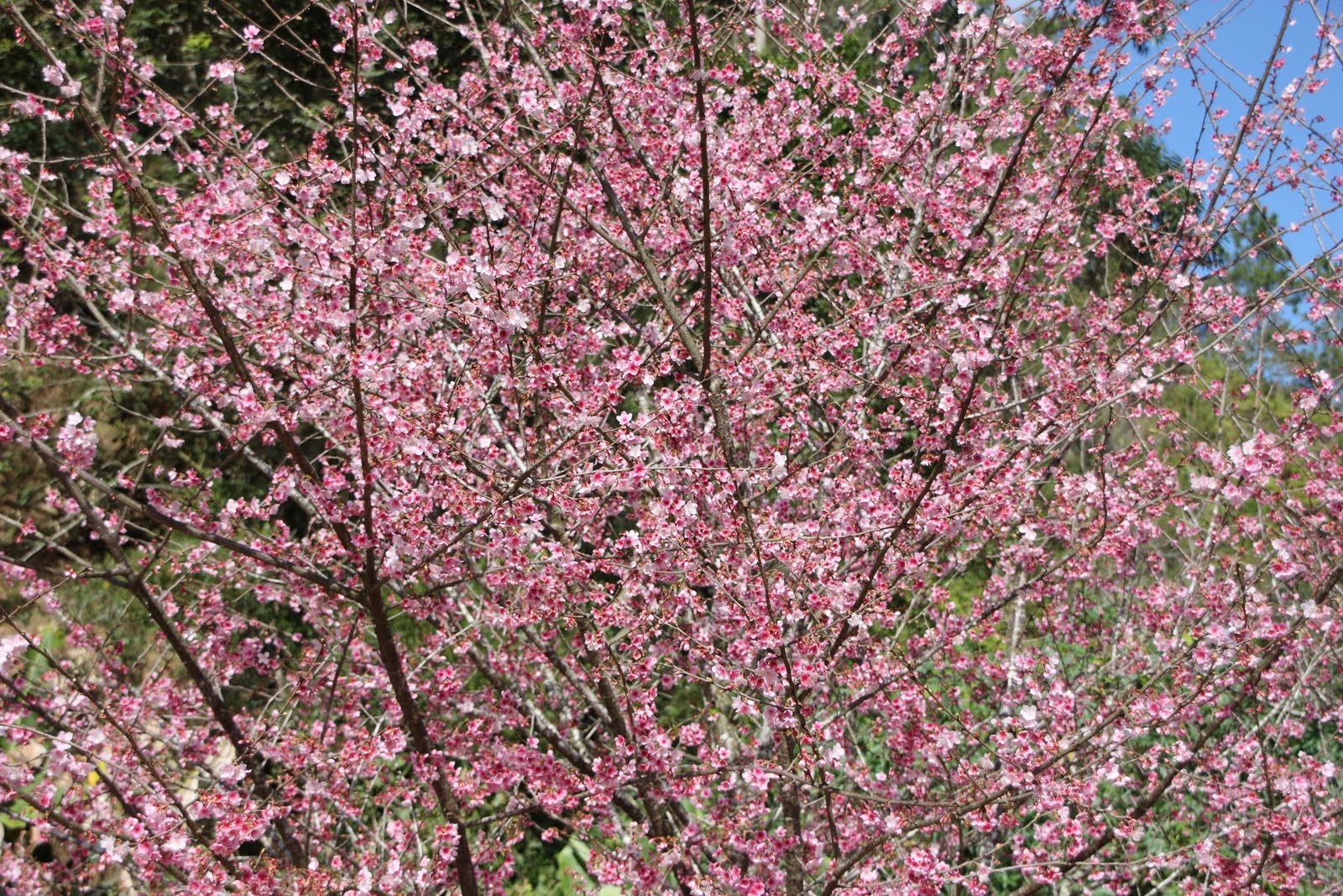 Jardinería Tropical: Los Cerezos Japoneses en Constanza