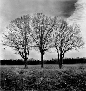 ReMeMbeR, who you aRe and what you stand foR!: Remember... The 3 trees ...