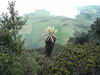 FUNDACIÓN SENDEROS Y MEMORIA: CUCHILLA DEL TABLAZO, SUBACHOQUE
