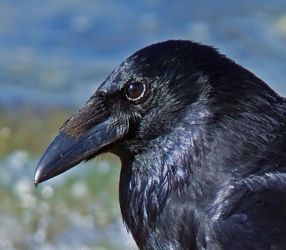 CAMBRIDGESHIRE BIRD CLUB GALLERY: Carrion Crow