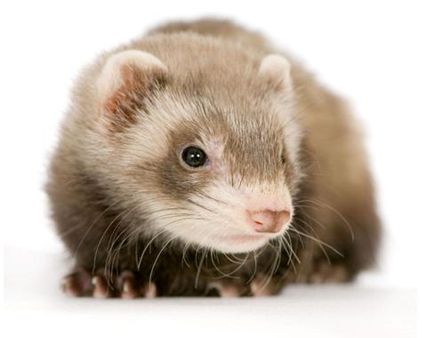 tipos de hurones y cuidados: PARTICULARIDADES FÍSICAS DE LOS HURONES: