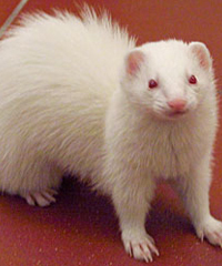 tipos de hurones y cuidados: ALBINO