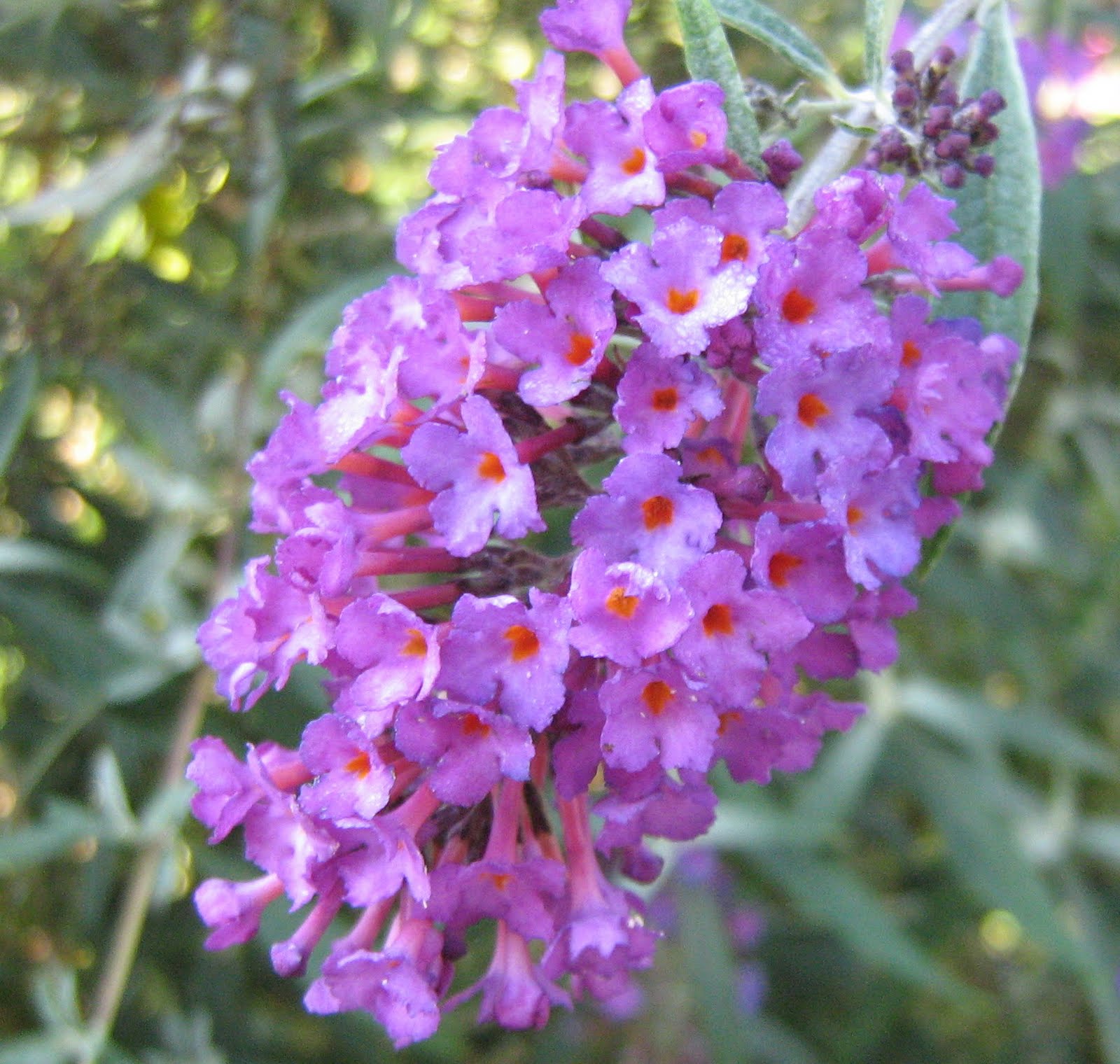 Il giardino sul lago: Buddleia Davidii Pink Delight