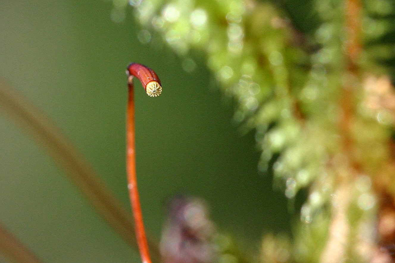 Botany word of the day : Peristome: Tooth like structures around the ...