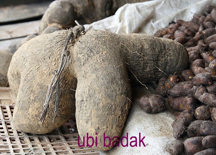 Musim Hujan Dan Ubi | Detik Detik Indah Dalam Hidupku