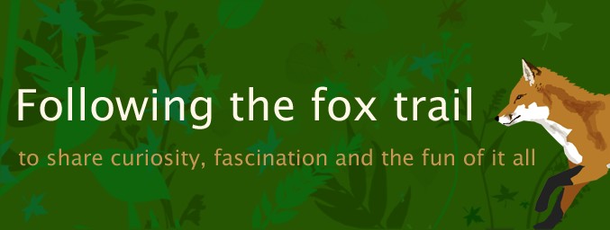 Following the fox trail