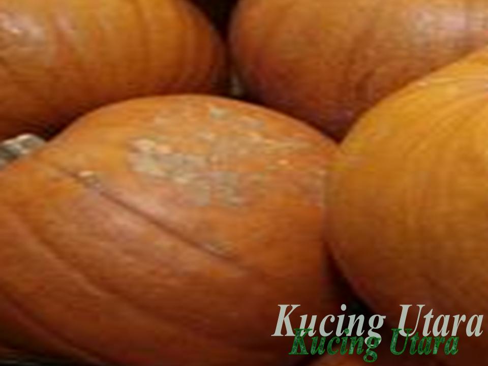 Kucing Utara: Kebaikan Labu"Pumpkin" untuk Kucing