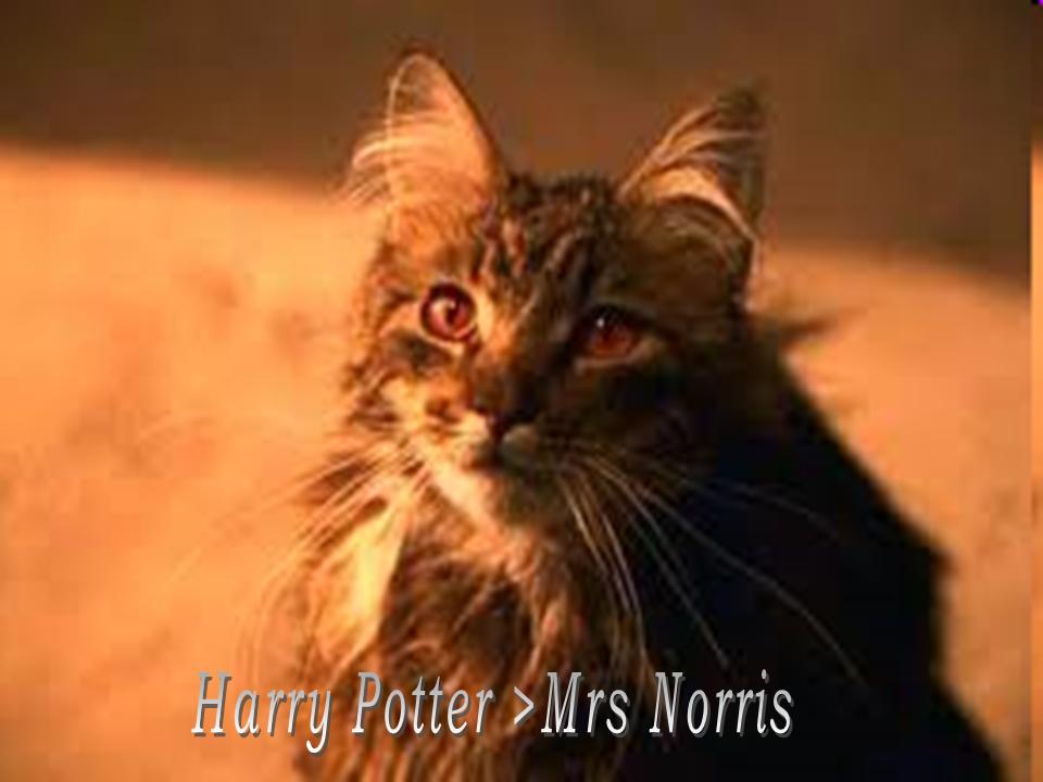 Kucing Utara: Kucing Harry Potter