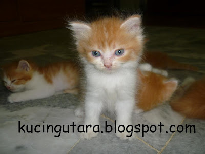 Kucing Utara: Keperluan makanan anak kucing