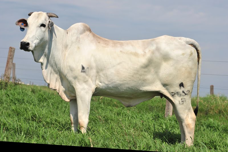 arteblindada: tratamento de imagem vaca nelore