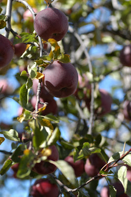 San Diego Daily Photo: Julian Apple-picking